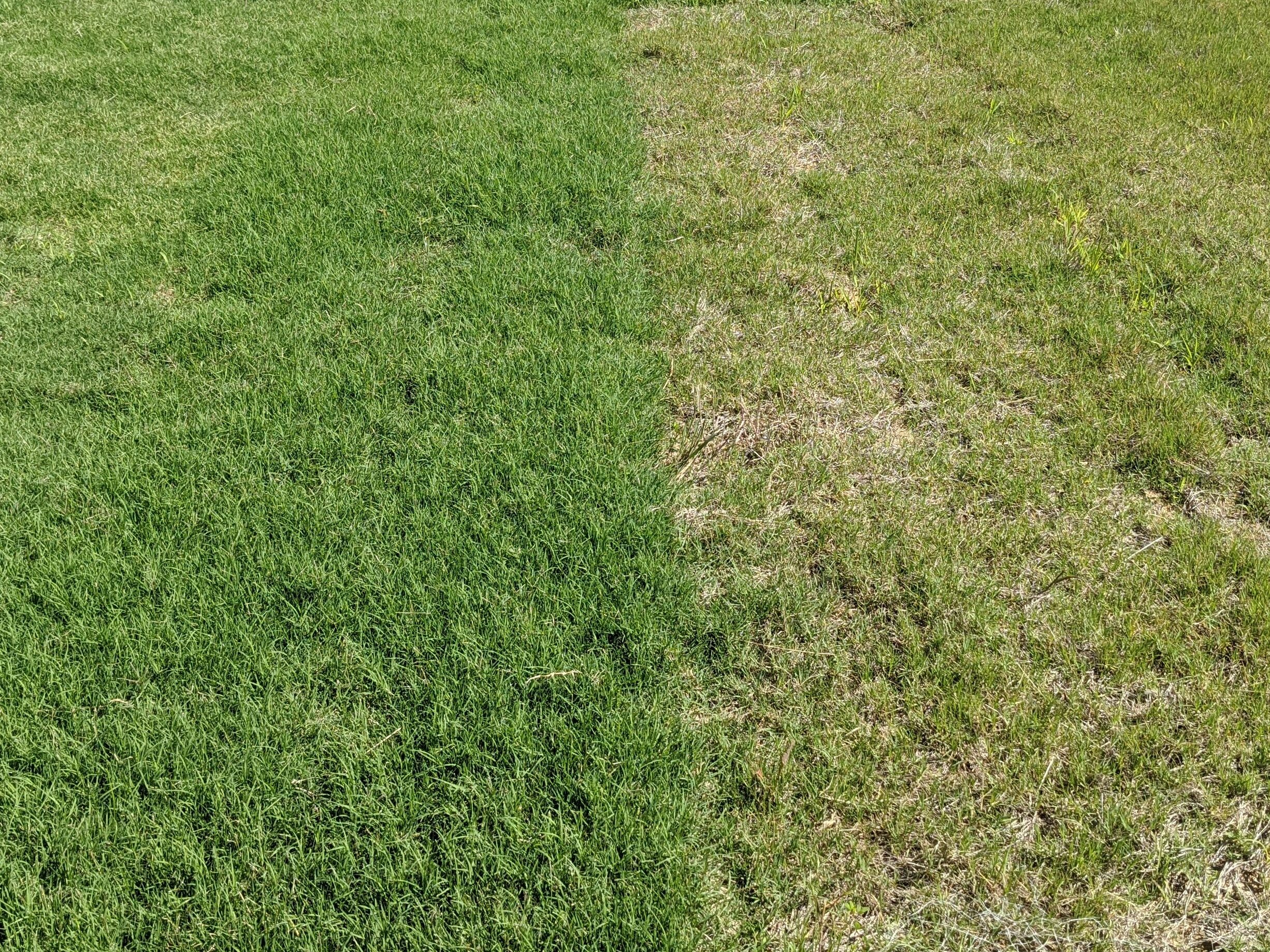 BLUE SKY LAWNS - A stunning lawn under blue skies!